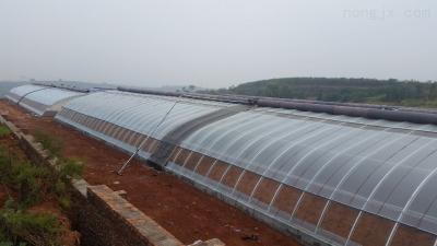 Cina Serra solare agricola professionale per la coltivazione di fiori in vendita