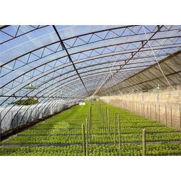 Cina Serra solare agricola professionale per la coltivazione di fiori in vendita