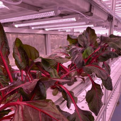 Cina Contenitore per l'agricoltura idroponica intelligente Serra per l'agricoltura Contenitore da 40 piedi in vendita