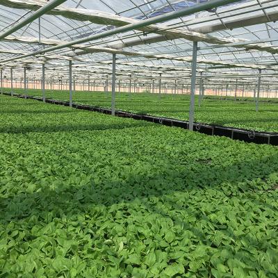 Cina Altezza del tetto 4,8-7,8m 200 micron Fogli di plastica resistenti ai raggi UV Serra per ortaggi in vendita