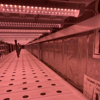 Cina Contenitore per l'agricoltura idroponica intelligente Serra per l'agricoltura Contenitore da 40 piedi in vendita