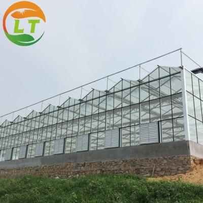 Cina Serra in vetro multi-spano con film trasparente per la coltivazione di pomodori in vendita