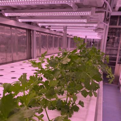 Cina Contenitore per l'agricoltura idroponica intelligente Serra per l'agricoltura Contenitore da 40 piedi in vendita