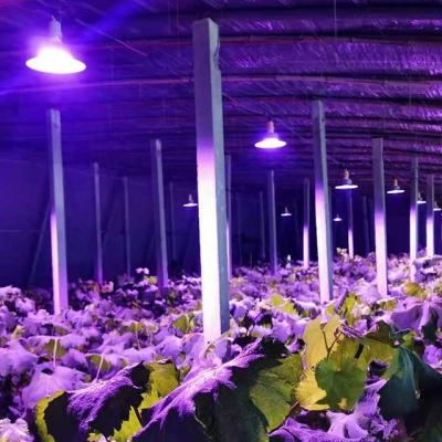 Cina Piantagione in serra 36W/50W Full Spectrum LED Grow Light con elevata efficienza luminosa in vendita