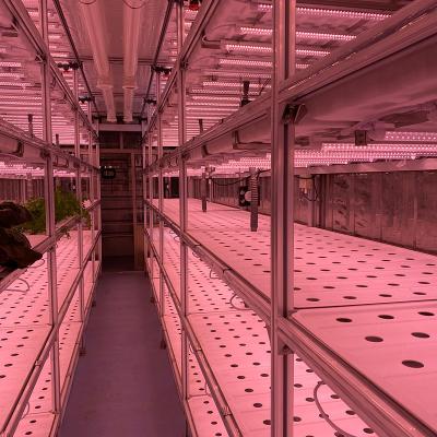 40ft Container Greenhouse Farm for Temperature Climate Controlled Vegetable Growth