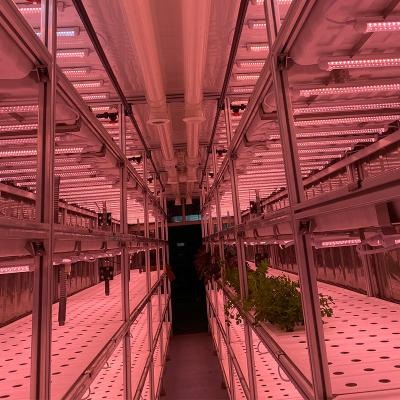 Cina Ventilatore 40ft Serra contenitore per la crescita delle piante avanzate in vendita