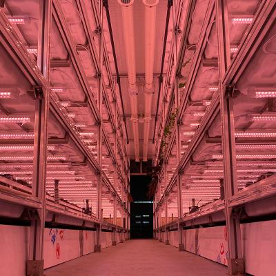 Cina Ventilatore 40ft Serra contenitore per la crescita delle piante avanzate in vendita