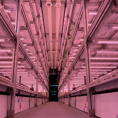Cina Ventilatore 40ft Serra contenitore per la crescita delle piante avanzate in vendita