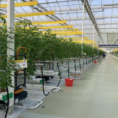China Complete Multi-Span Agricultural Greenhouses Stable Structure for Quick Construction for sale