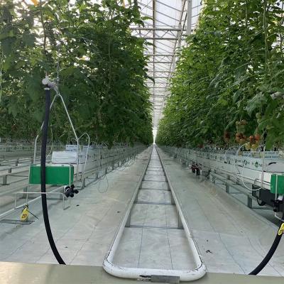 China Complete Multi-Span Agricultural Greenhouses Stable Structure for Quick Construction for sale