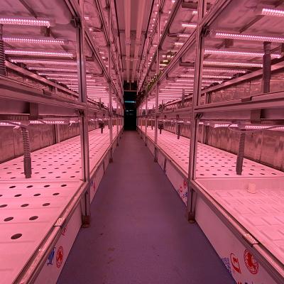 Cina Controllo della temperatura e del clima Contenitore da 40 piedi Azienda agricola idroponica Serra Sistema di coltivazione agricola in vendita