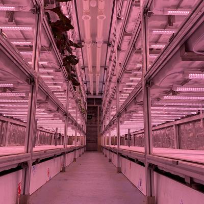 Cina Controllo della temperatura e del clima Contenitore da 40 piedi Azienda agricola idroponica Serra Sistema di coltivazione agricola in vendita