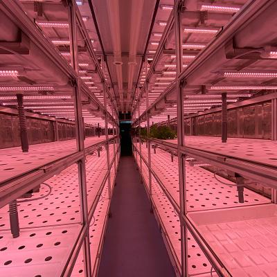 Cina Contenitore per agricoltura idroponica interna a luce a LED con controllo climatico in vendita
