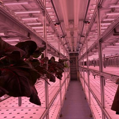 Cina Contenitore per agricoltura idroponica interna a luce a LED con controllo climatico in vendita