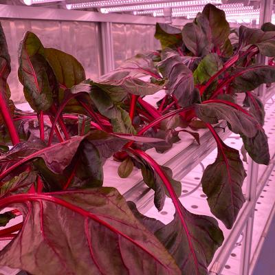 Cina Contenitore per agricoltura idroponica interna a luce a LED con controllo climatico in vendita