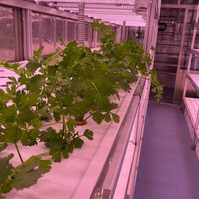 Cina Contenitore per agricoltura idroponica interna a luce a LED con controllo climatico in vendita