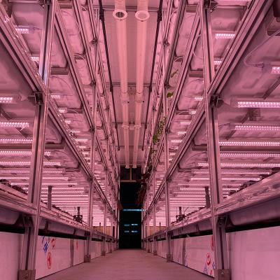 Cina Contenitore per agricoltura idroponica interna a luce a LED con controllo climatico in vendita