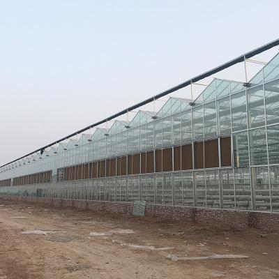 Cina Ortaggi Frutti Fiori Vetro Agricoltura Serra con ombra all'interno e all'esterno in vendita