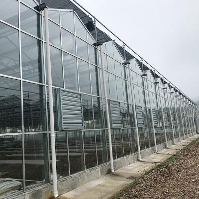 Cina Grande serra in vetro agricolo con sistema idroponico avanzato e copertura in vetro in vendita