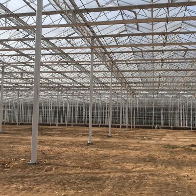 Cina Grande serra in vetro agricolo con sistema idroponico avanzato e copertura in vetro in vendita