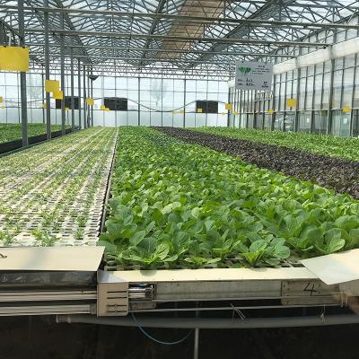 Cina Grande serra in vetro agricolo con sistema idroponico avanzato e copertura in vetro in vendita