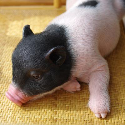Cina Scultura realistica della cera del silicone degli animali di MINI porcellino sveglio su ordine in vendita