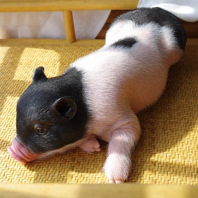 Cina Scultura realistica della cera del silicone degli animali di MINI porcellino sveglio su ordine in vendita