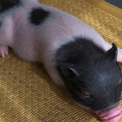 Cina Scultura realistica della cera del silicone degli animali di MINI porcellino sveglio su ordine in vendita
