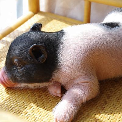 Cina Scultura realistica della cera del silicone degli animali di MINI porcellino sveglio su ordine in vendita