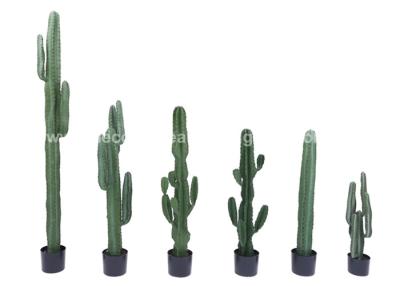 Cina Del PE del Faux ODM dell'OEM di plastica ecologico della pianta del cactus di falsificazione della pianta mai in vendita