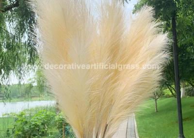 Cina 60cm hanno conservato la decorazione domestica Pampa secca naturale dei fiori freschi in vendita