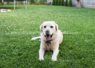 Cina Nessun'erba artificiale falsa sbiadentesi di morbidezza non tossica senza piombo per gli animali domestici in vendita