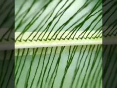 Artificial Grass Turf Production Process
