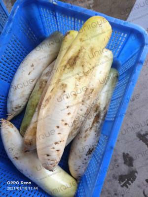 Cina Mooli Peeler Automatic Peeling Machine per le industrie di trasformazione alimentare e il ravanello daikon in vendita