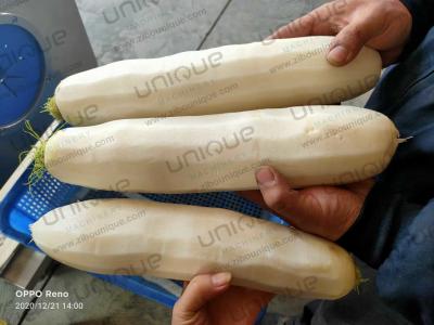 Cina Mooli Peeler Automatic Peeling Machine per le industrie di trasformazione alimentare e il ravanello daikon in vendita