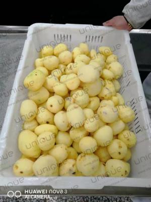 Cina 2022 Anno macchina automatica per lavare e pelare le patate nelle piccole imprese in vendita