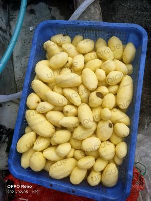 Cina 2022 Anno macchina automatica per lavare e pelare le patate nelle piccole imprese in vendita