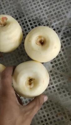 China Fruit Peeling Function Commercial Electric Apple Peeler Corer Slicer 2500*1000*1500 mm for sale