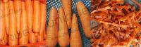 China Professional Carrot Peeling Machine for Commercial Fruit and Vegetable Processing for sale