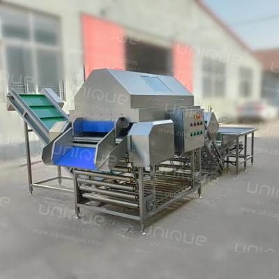 Cina 2023 Anno Automatica Peeling Peel Machine Perfetta soluzione per la lavorazione delle cipolle in vendita