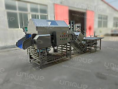 Cina 2023 Anno Automatica Peeling Peel Machine Perfetta soluzione per la lavorazione delle cipolle in vendita