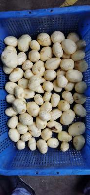 Cina Macchina di lavaggio e sbucciatura di patate a tensione personalizzata per le industrie alimentari in vendita