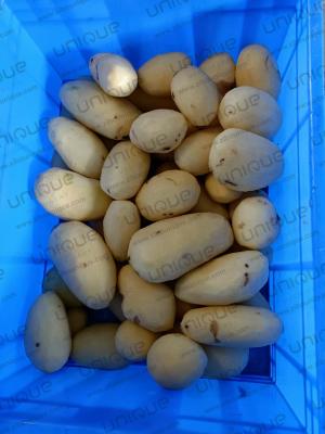 Cina Macchina di lavaggio e sbucciatura di patate a tensione personalizzata per le industrie alimentari in vendita