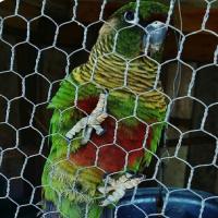 China BWG18-22 Hexagonal Wire Mesh Reverse Twist Rabbit Wire Mesh for sale
