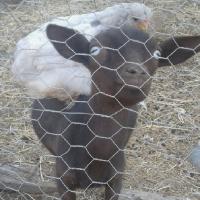 China BWG18-22 Hexagonal Wire Mesh Reverse Twist Rabbit Wire Mesh for sale