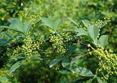 Cina Il xantossilo verde secco Bungeanum, alimento naturale aromatizza la sanità ed il tonico in vendita