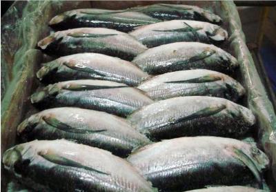 China New season seafood frozen horse mackerel fish with competitive price for sale