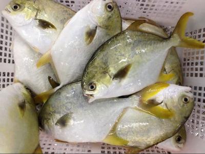 China Good quality frozen seafood golden pomfret whole round frozen golden pompano fish for sale