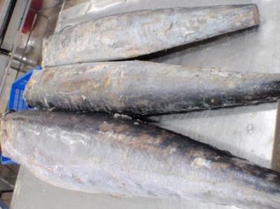 China Frozen Marlin fish + Sail Fish +frozen blue marlin fish seafood HGT +Frozen Sword Fish for sale