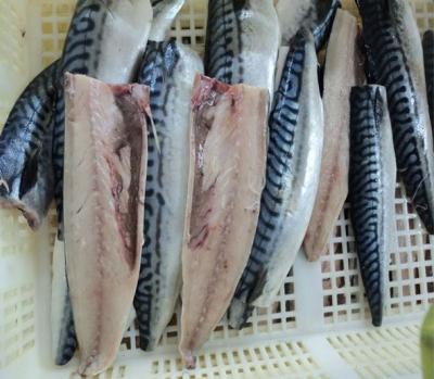 China Frozen fish Seafood of Atlantic Mackerel Scomber Scombrus Fillets Made in China for sale